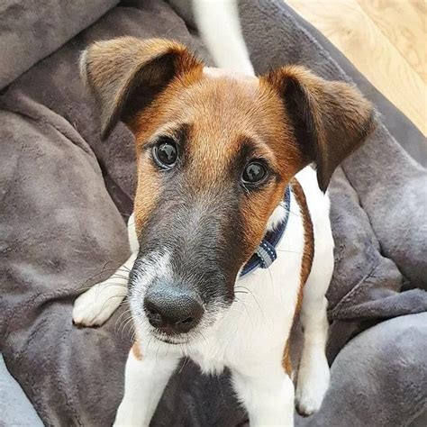 Smooth Fox Terrier Breed Guide Care Training And Fun Facts