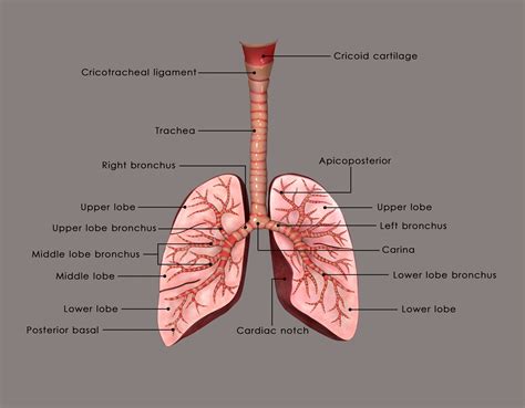 Trachea Windpipe Definition Anatomy Function Diagram Trachea Main