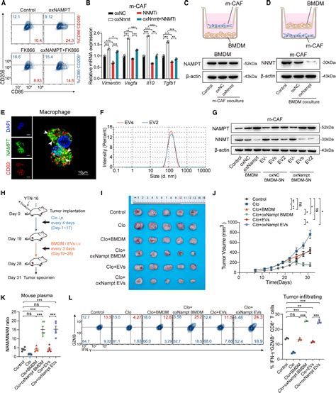Nicotinamide Metabolism Face Off Between Macrophages And Fibroblasts Manipulates The