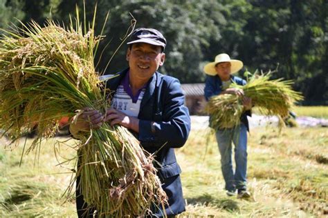 楚雄：“水稻上山”亩产62993公斤示范推广杂交稻