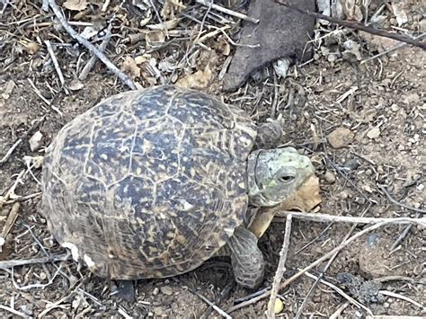 Is He Pyramiding Rtortoise