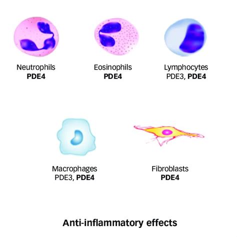 Effects Of Concomitant Phosphodiesterase 3 And 4 Inhibition The