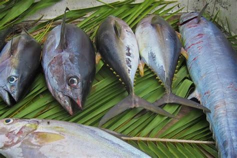 As One Indian Ocean Tuna Stock Faces Collapse Nations Scramble To Save