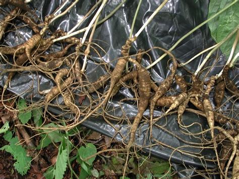 Ginseng Root Extract At ₹ 2300 Kg Natural Extract In Greater Noida Id 2848978491273