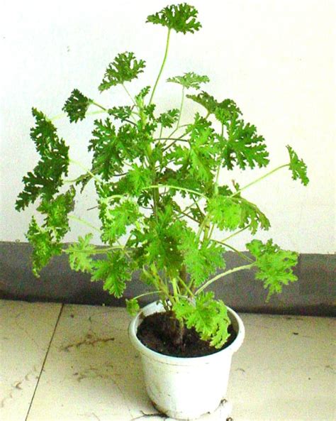 家里蚊子多怎么办 养这9种有效驱蚊植物 7 养生图志 99养生堂