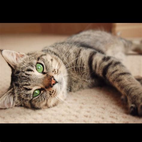 Пет неща които вашата котка знае за вас но вие не знаете за себе си За Жената