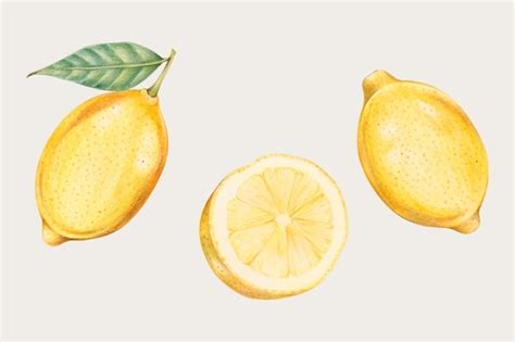 Página 25 Imágenes de Dibujos Animados De Limon Descarga gratuita en Freepik