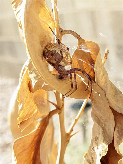 Western Spotted Orb Weaver Rspiderbro