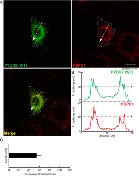 The Wild Type Proteins Are Partially Co Localized With The