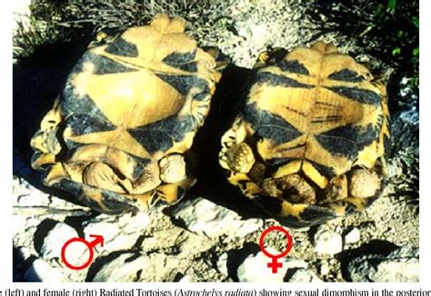 Figure 1 From Sexual Dimorphism In Radiated Tortoises Astrochelys