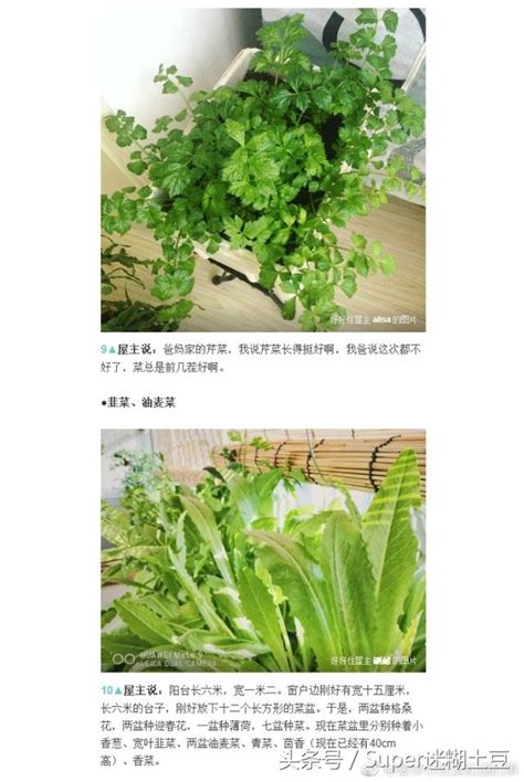 《歡樂頌2》安迪教你，如何優雅地在家種菜 每日頭條