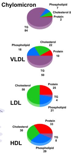 MCB Lecture Cholesterol Absorption Synthesis Metabolism And Fate Flashcards Quizlet