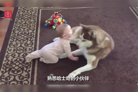 模特带哈士奇走秀，几秒后就尴尬了，这果然是二哈的做事风格！哈士奇风格