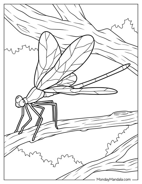 Printable Dragonfly Coloring Pages 2025