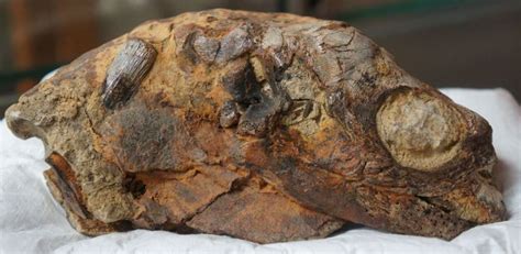 31 Best Turtle Fossils Images On Pinterest Fossils Turtles And Turtle