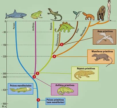 Diário de uma médium iniciante Evolução em Dois Mundos Primeira