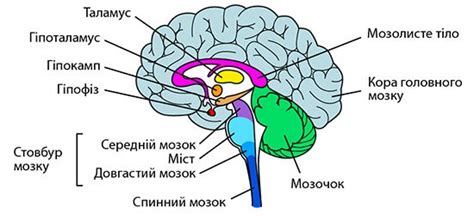 Частини головного мозку Ask A Biologist