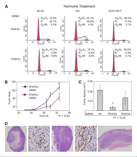 Tfap2c Controls Mitogenic Response To Estrogen And Hormone Responsive Download Scientific