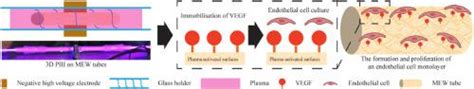 Surface Bio Engineering Of Melt Electrowritten Tubular Scaffolds Via Miguel Castilho