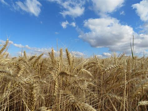 Cosecha De Cereales De Campo Cosecha De Alimentos Secos Temporada