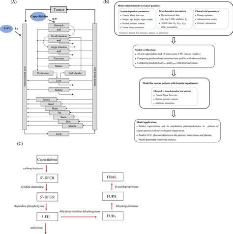 Schematic Diagram Of Pbpk Model Development A Diagram Of Pbpk Model