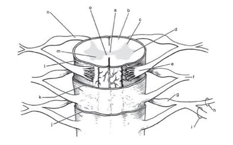 Lab 2 Spinal Cord Worksheet Diagram Quizlet