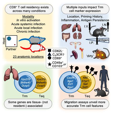 Deep Profiling Deconstructs Features Associated With Memory Cd8 T Cell Tissue Residence