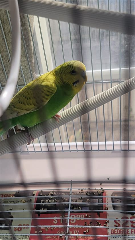 Need Help Identifying Sex R Budgies