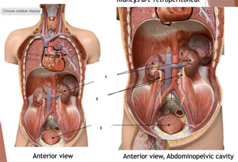Urinary System Flashcards Quizlet