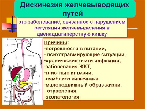 Заболевание органов пищеварительной системы и их профилактика Лекция