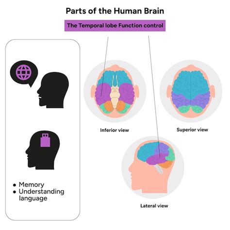Parties De Lanatomie Du Cerveau Humain Avec Diagramme De Parties