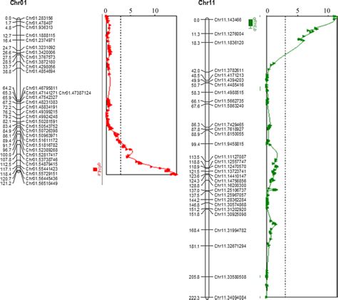 Qtl Identification Using A Ril Population Segregating The Root Hairless Download Scientific
