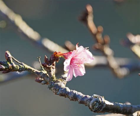 大庭 カワズザクラの花がまだ ほか ふじさわ自然通信
