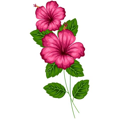 Рисунок китайской розы