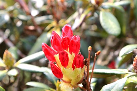 杜鹃 开花 芽 Pixabay上的免费照片 Pixabay