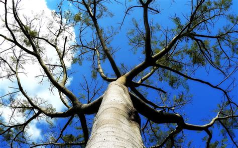 Wallpaper Sunlight Forest Nature Sky Winter Clouds Branch