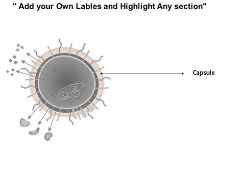 Streptococcus Pyogenes Slide