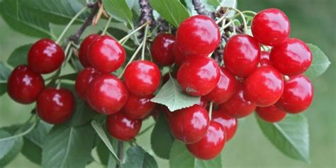 CHERRY