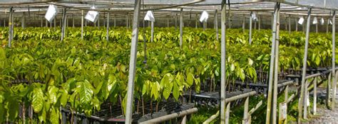 Barry Callebaut Americaspartnerships To Make Sustainable Chocolate