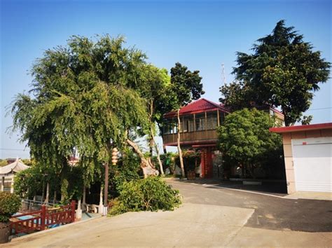 兴化市戴南镇刁良村：每一棵古树都有“身份证”腾讯新闻
