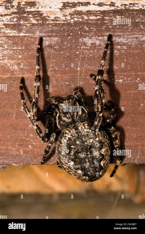 A Female Walnut Orb Weaver Spider Nuctenea Umbratica In A Hide At