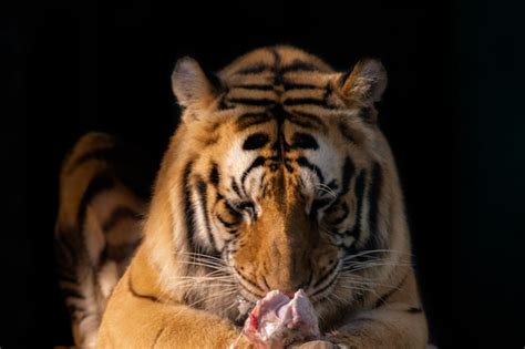 Imágenes De Tigre Solitario Descarga Gratuita En Freepik