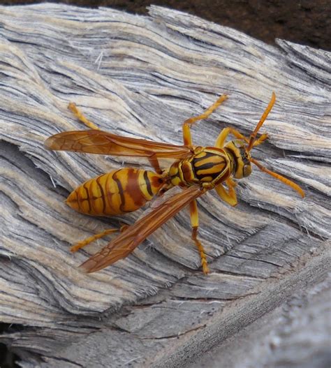 Yellow Stinging Wasp