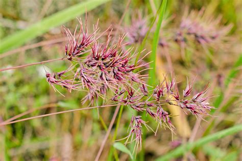 Wanderin Weeta With Waterfowl And Weeds Red Grass