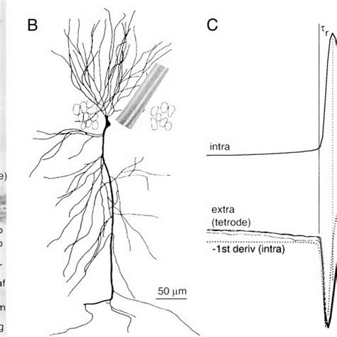 Simultaneous Intracellular And Extracellular Recording From A Ca1