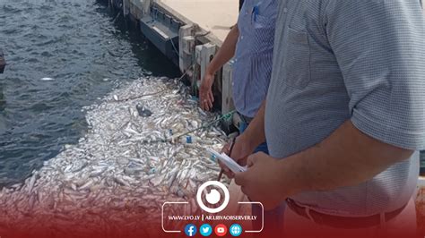 14 Species Of Fish Perish In Derna Seaport The Libya Observer