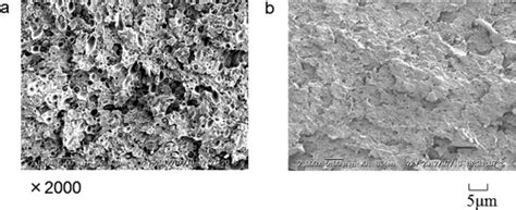 Sem Image 2000 Magnifications Of Fracture Surface Of Paa Bonded Cda
