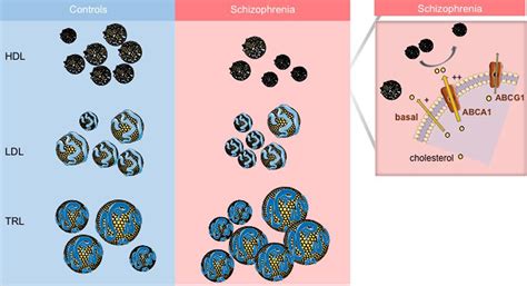 Increased Abca1 Atp Binding Cassette Transporter A1 Specific Cholesterol Efflux Capacity In