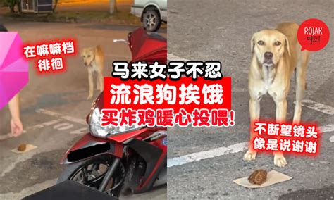 谢谢你！流浪狗太饿 ️紧盯嘛嘛档顾客！马来小姐姐「自掏腰包」买炸鸡投喂！