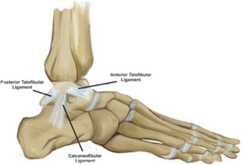 Anterior Talofibular Ligament
